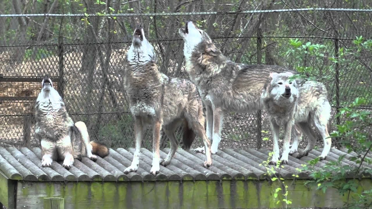 Pack of wolves howling - YouTube