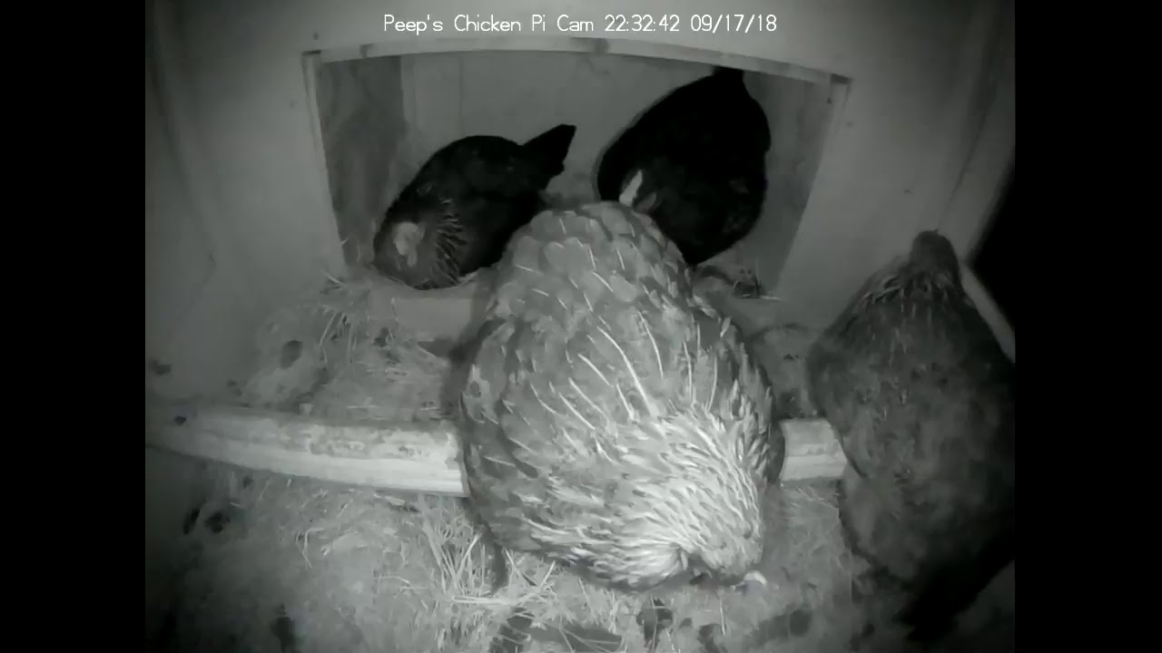 Peep's Chicken Pi Cam Live Stream - YouTube
