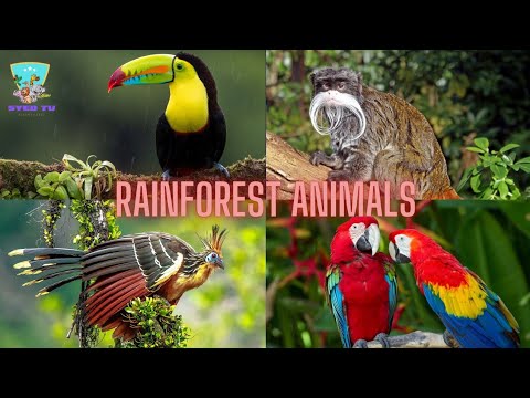 Amazon rainforest animals||Amazon rainforest animals sounds||Amazon ...