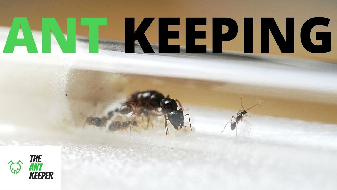 A Beginners Guide To Ant Keeping! - YouTube