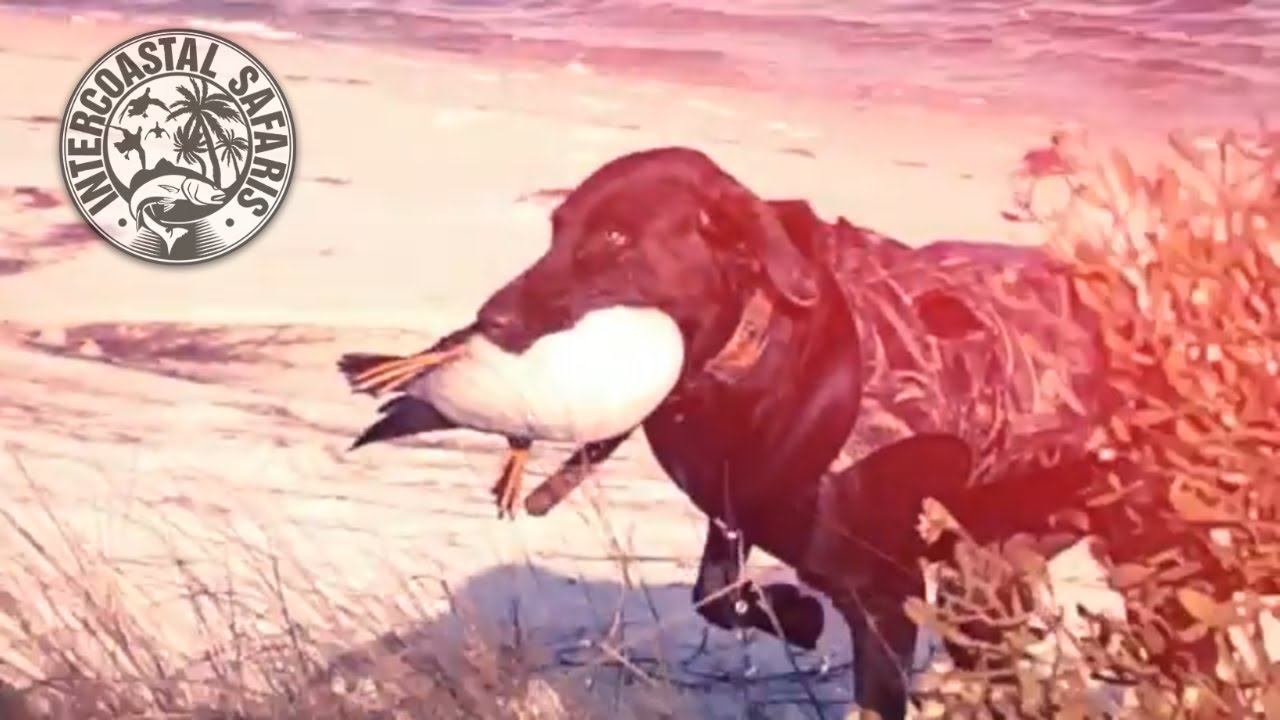 Intercoastal Safaris Coastal Duck Hunting Review Orange Beach, Alabama ...