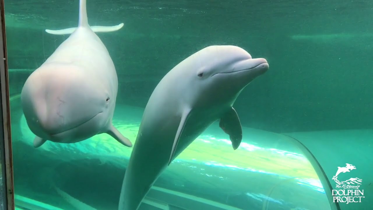 Angel and White Risso's Dolphin At Taiji Whale Museum In Japan - YouTube