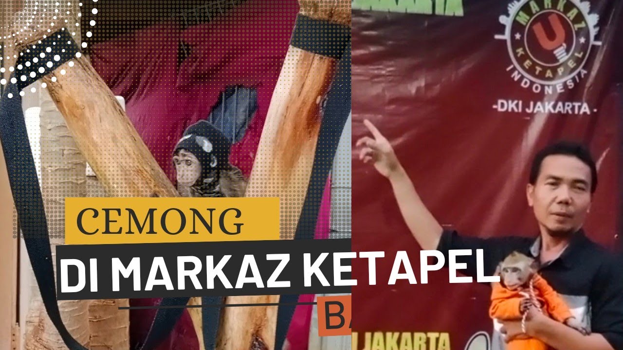 MONYET LUCU CEMONG DI MARKAZ KETAPEL(@cintamonyetjinak_monji) - YouTube