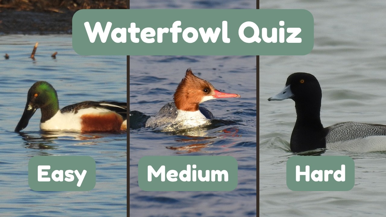 Guess The Duck Quiz | Are You A Waterfowl Professional? - YouTube
