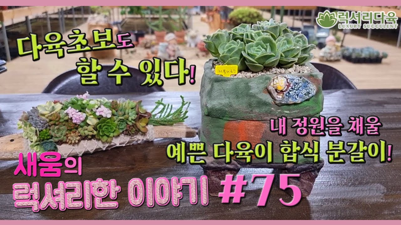다육초보라면 꼭 보세요 착한 가격의 다육들로 소복하게 내 정원을 꾸밀 수 있는 다육이 합식 새움의 럭셔리한 다육이야기 75탄