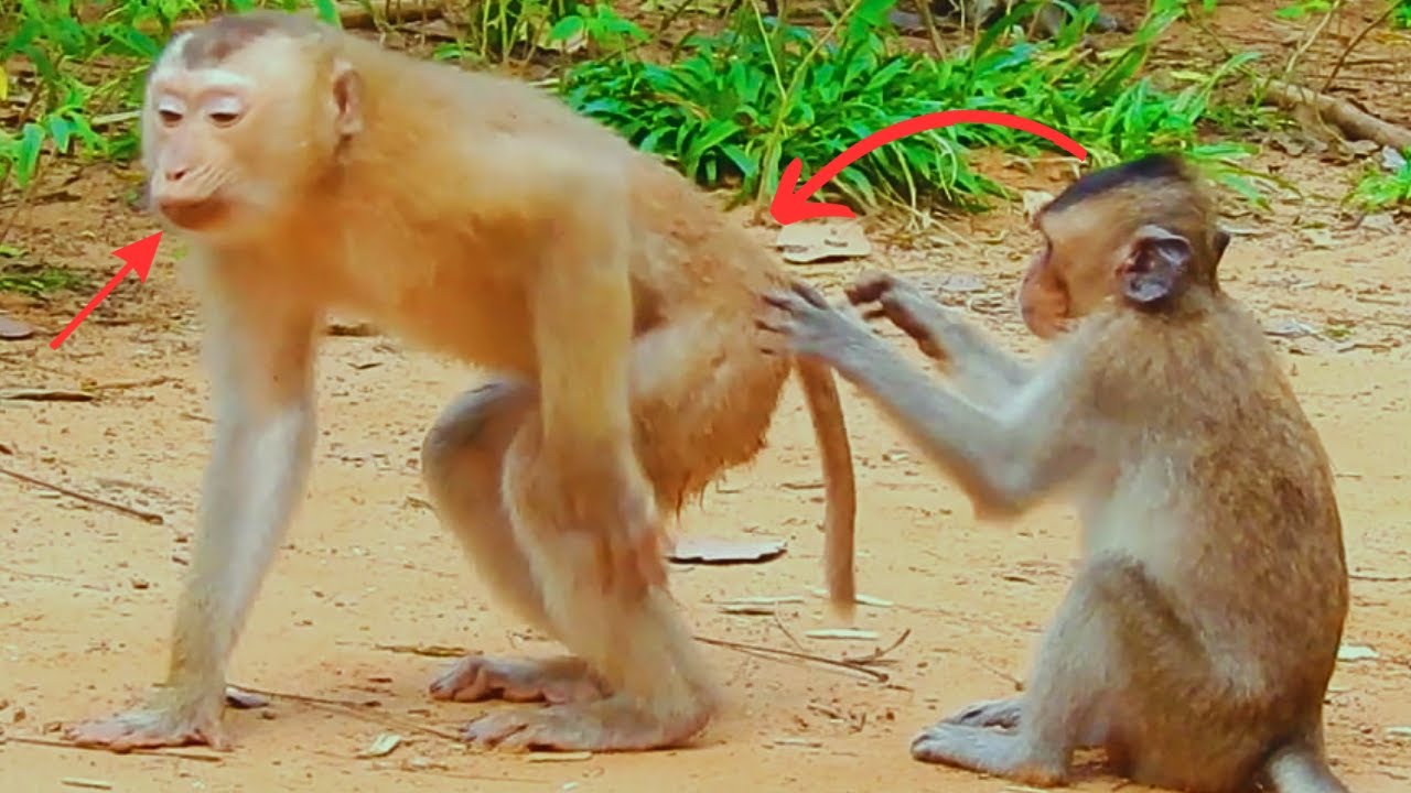 Oh, Amazing monkey Rojo plays with long tail monkey Rojo make style is so funny. - YouTube