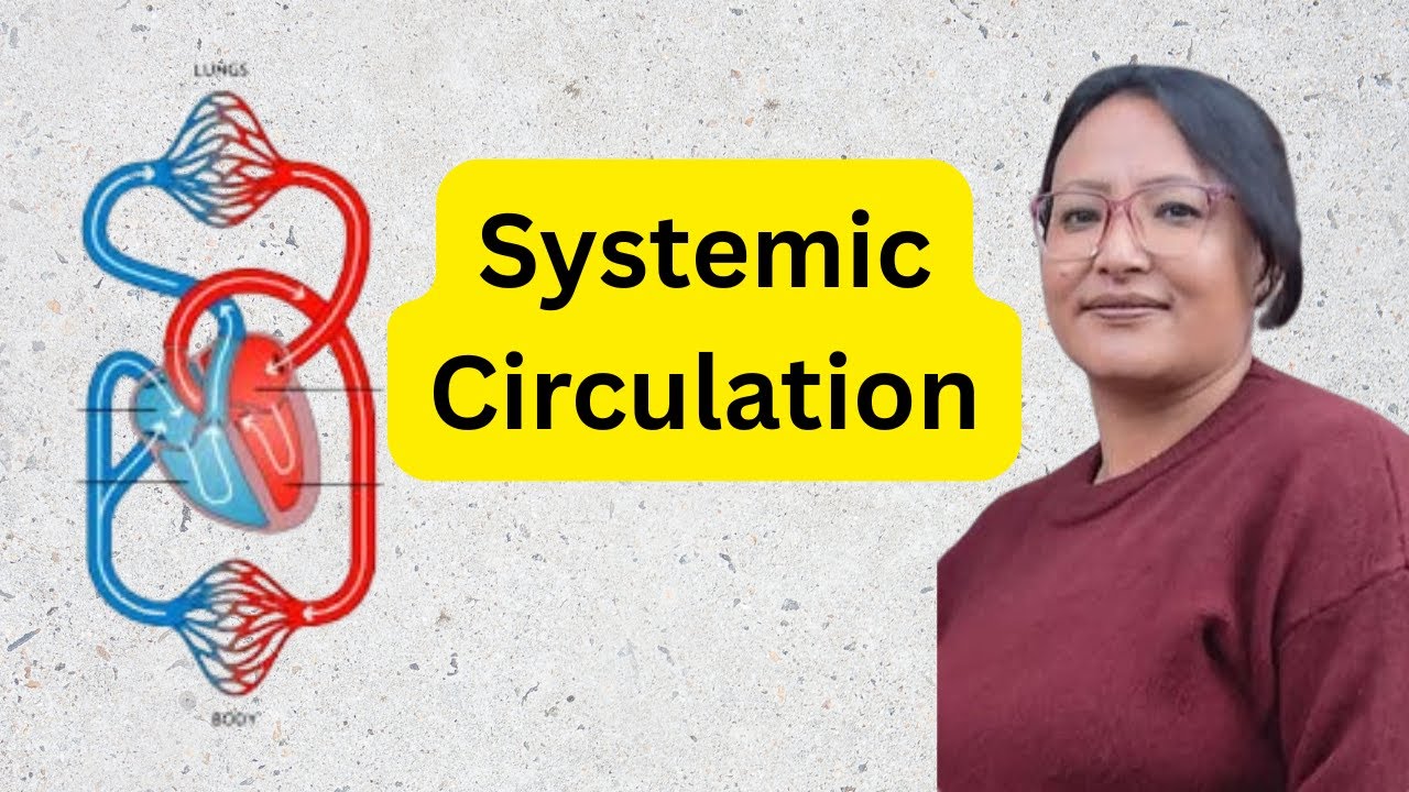 systemic circulation /circulatory system / blood circulation /heart ...