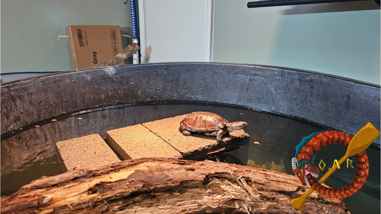 Turtle gets a Massive Upgrade!!! - YouTube