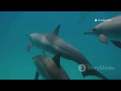 The Secret Life of Indus Blind Dolphins!