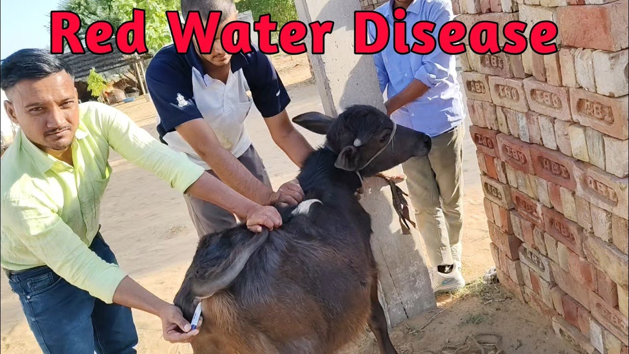 Bovine piroplasmosis | Babesiosis | Red water disease | Tick fever in a ...