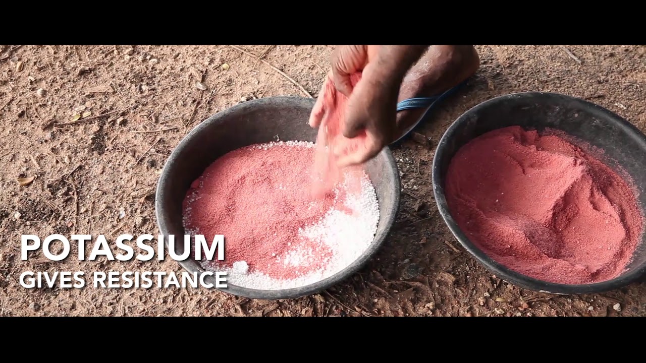 Integrated Nutrient Management - YouTube