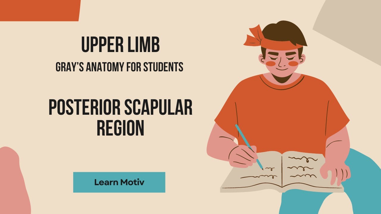 Posterior Scapular Region l Detailed Explanation l Gray's Anatomy For ...