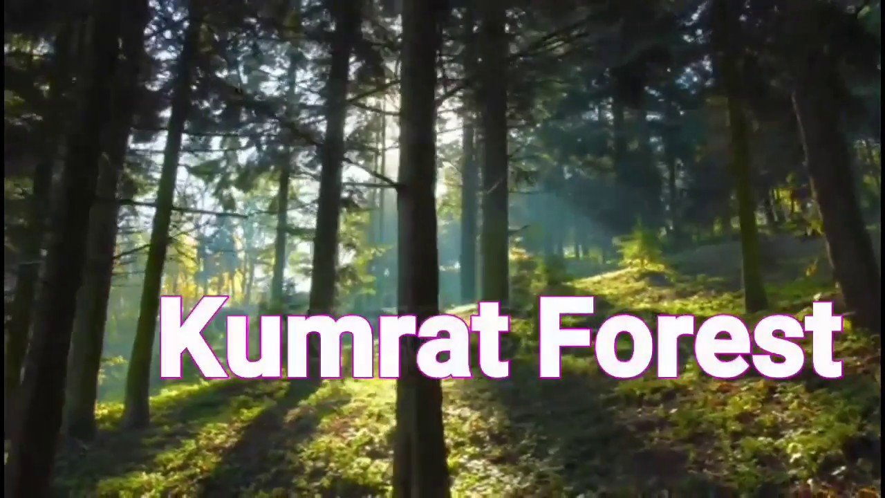 Kumrat Forest view | Kamrat Valley Upper Dir | Beautiful Places in ...
