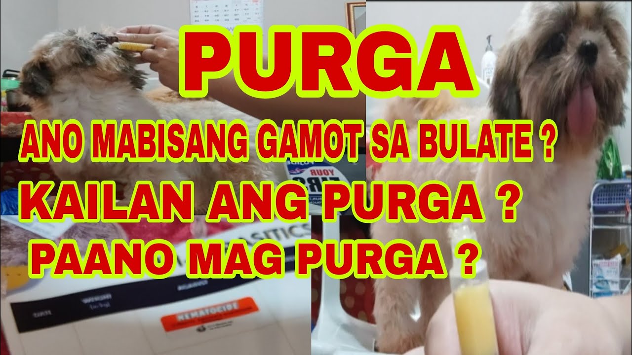 PAANO BA MAG PURGA NG ASO? ANO MABISANG GAMOT SA PURGA ? #okiedoggie# ...