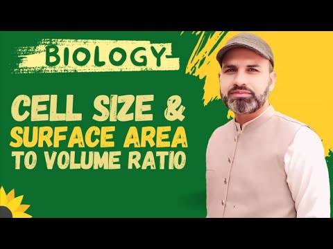 cell size and surface area to volume ratio - YouTube