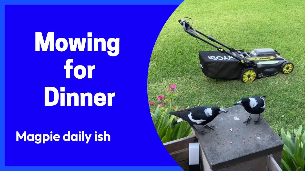 Mowing for Magpie dinner - YouTube