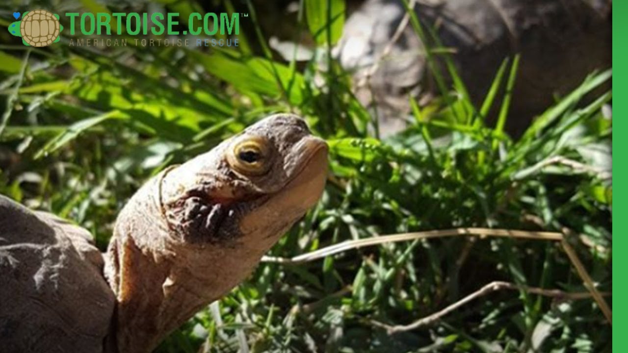 Turtle Tip of The Week - Safe Weeds to Feed Tortoises - YouTube