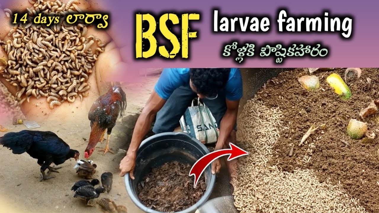 Bsf larvae farming trail | 14 days bsf larvae | black soldier fly by ...