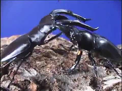 Japanese Bug Fights - Beetle Series - Tarandus Stag Beetle VS Mandibularis Stag Beetle