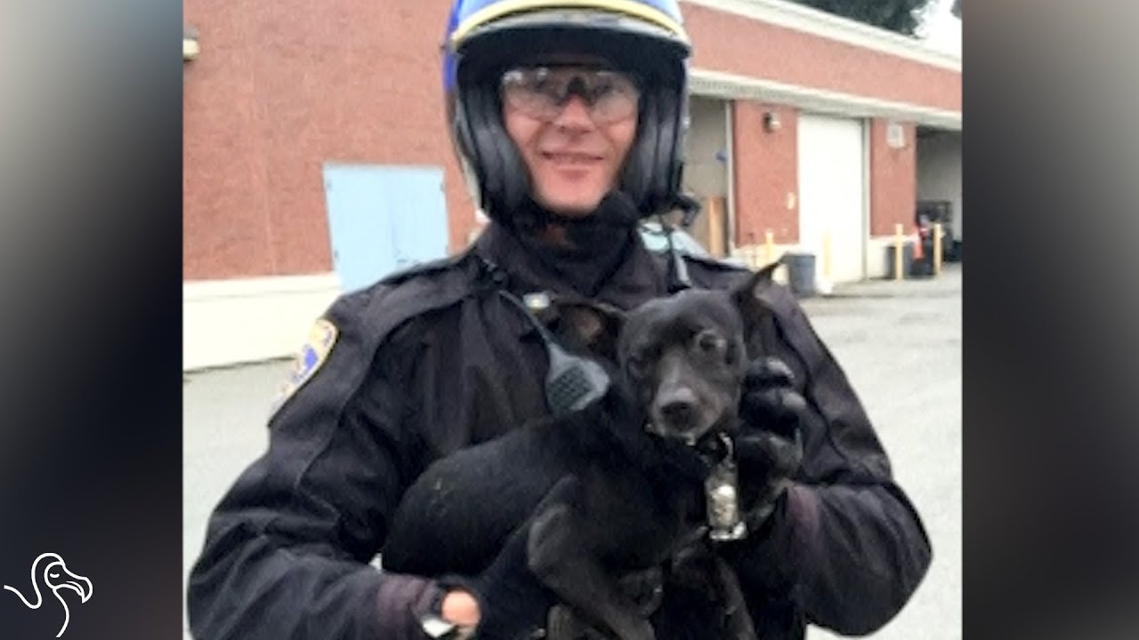 Runaway Dog Leads Cops On High Speed Chase - YouTube