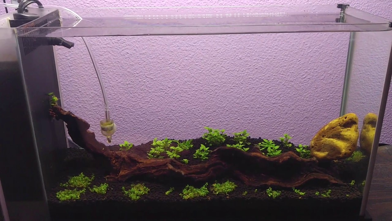 Planted Fluval Spec V New Setup - YouTube
