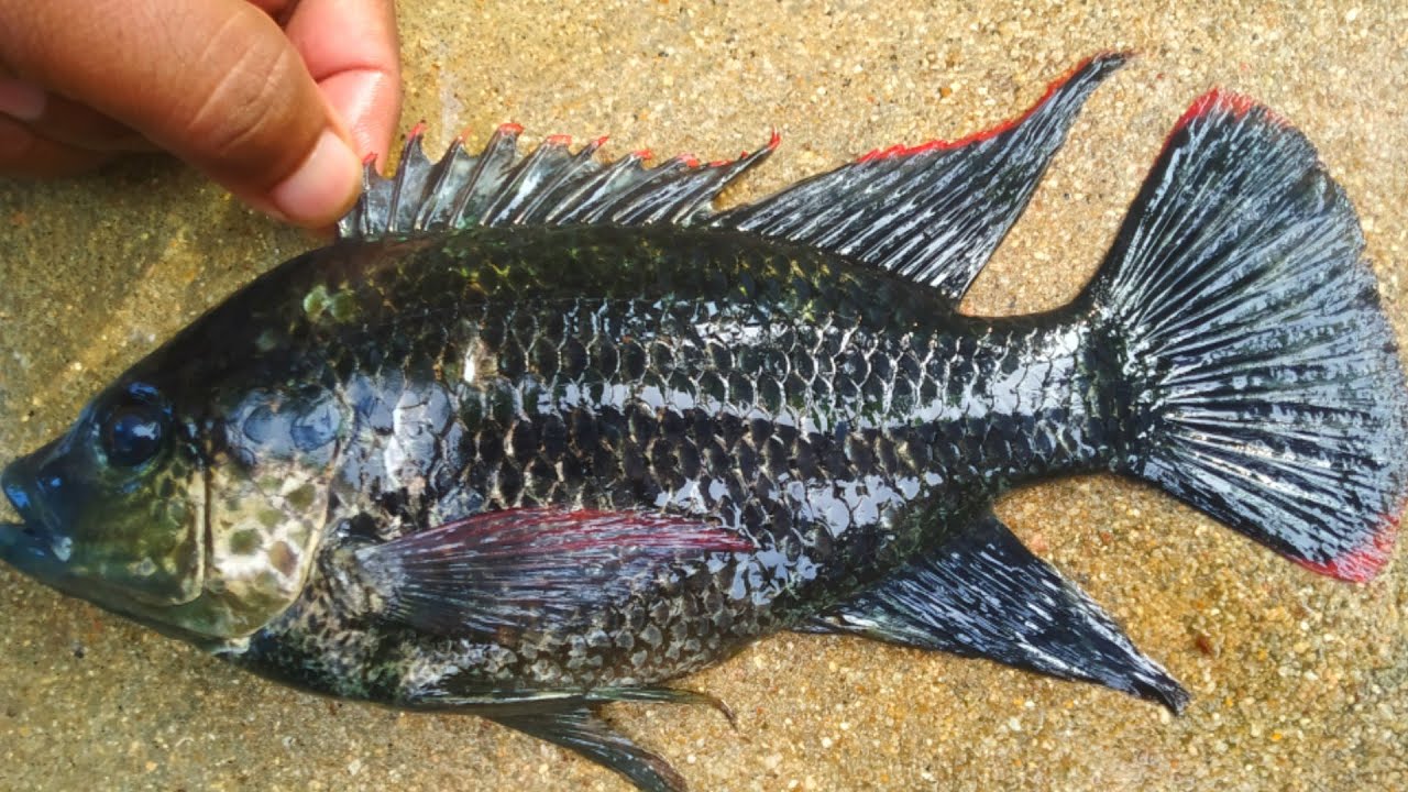 Black Skin Fish More Than Skin Deep: Color And Pattern In Marine