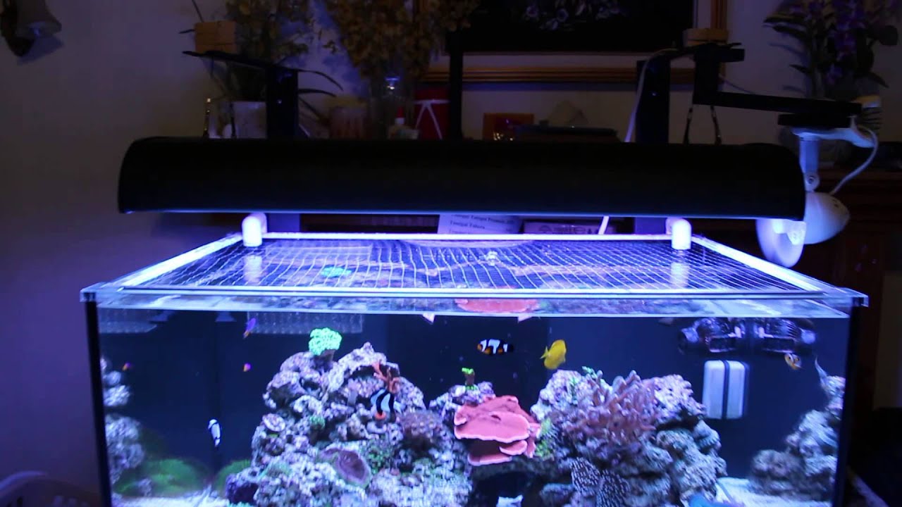70 Gallon Reef Tank Update HD - YouTube