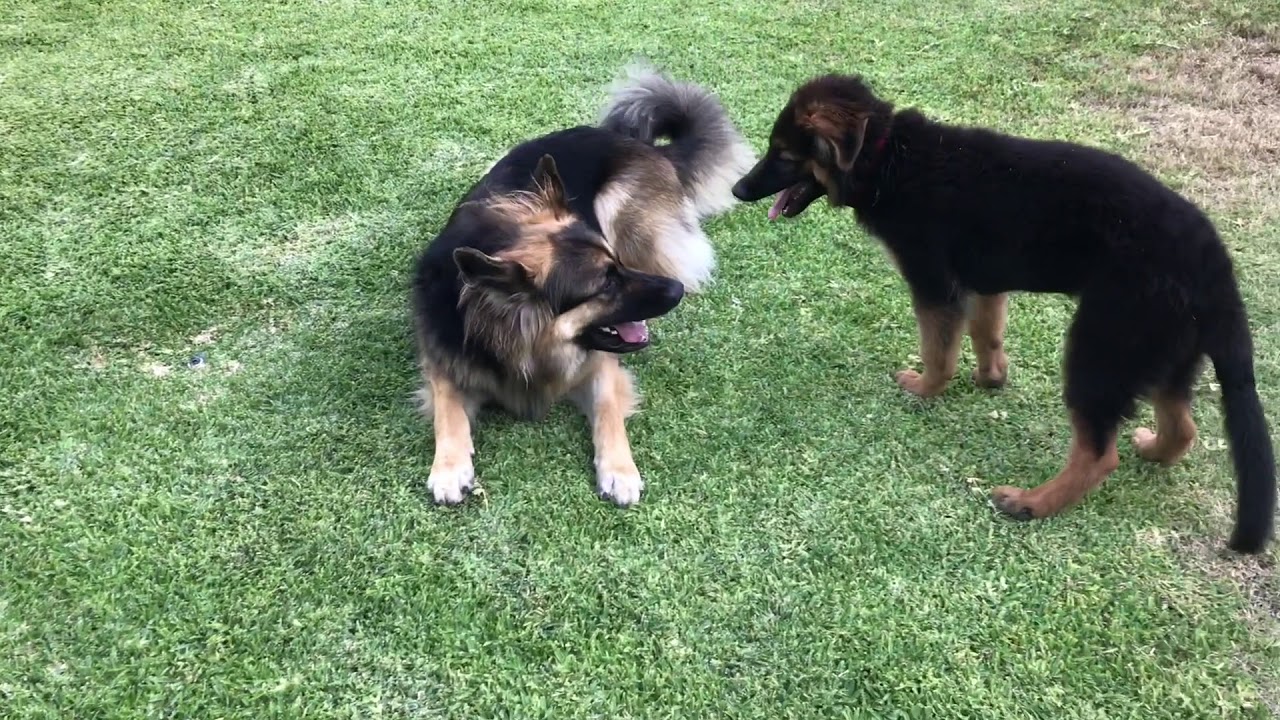 German Shepherd brothers playing together - YouTube