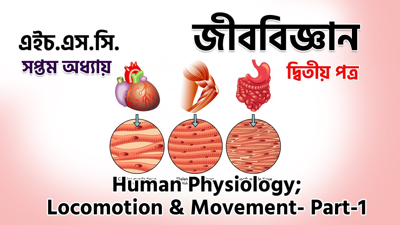 Locomotion & Movement (Part-1) | Human Physiology | Chapter 7 | Biology ...