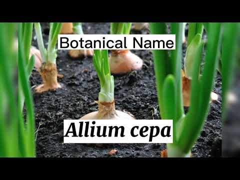 Onion botanical name|#onion #botanical #family ||#shorts