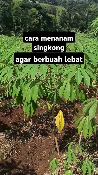cara menanam singkong agar berbuah lebat #shorts - YouTube