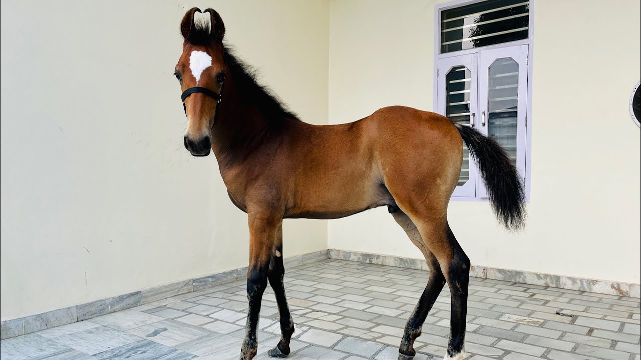 🥇Upcoming Star RANDEV🐎Sire:-DEV🔥Dam:- RANI👑Sired By SHIVRAJ(RATNAKAR ...