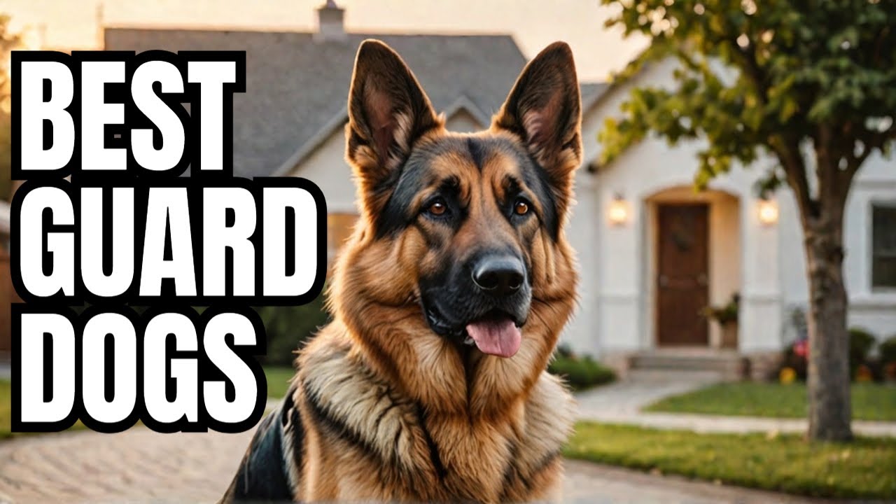 Top Guard Dogs | Top Guard Dogs In The World | Best Guard Dogs For ...