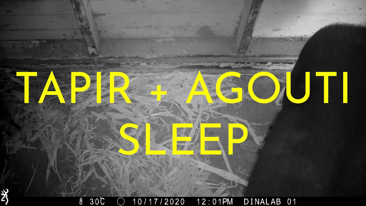 Tapir Agouti Sleep: APPC Camera Trap - YouTube