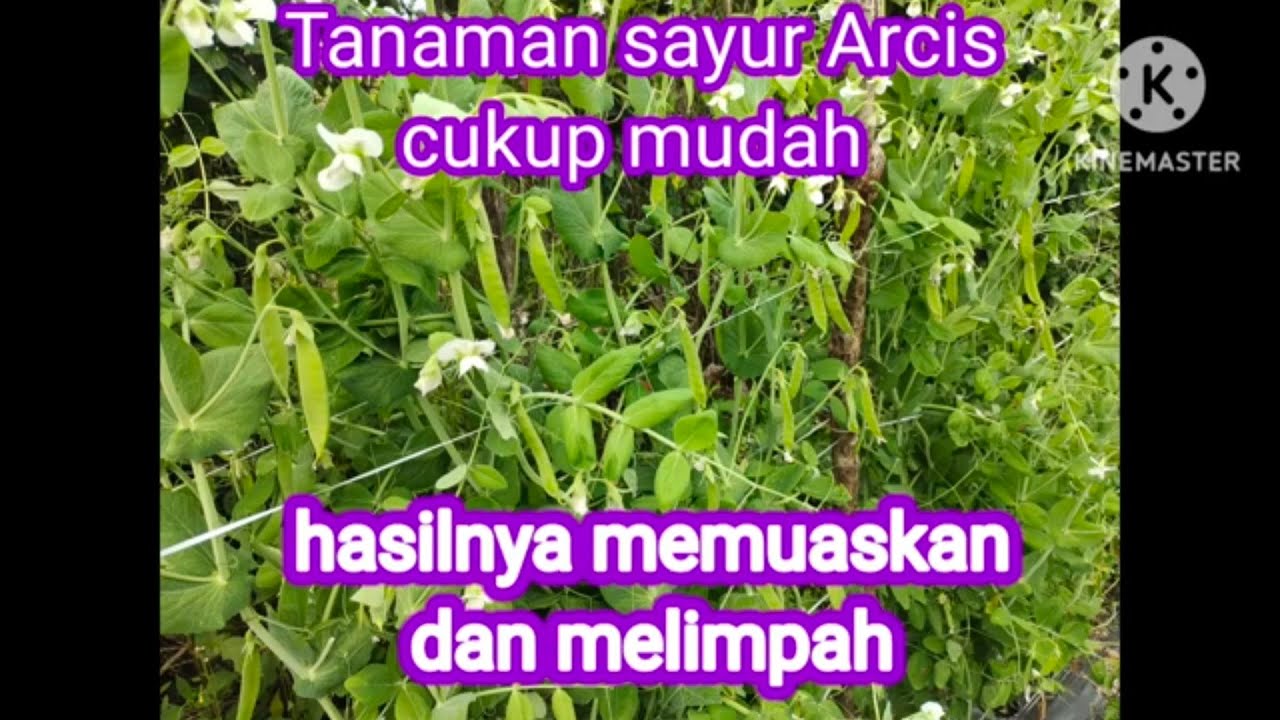 Tanaman sayur arci panen melimpah # Maulana kebun - YouTube