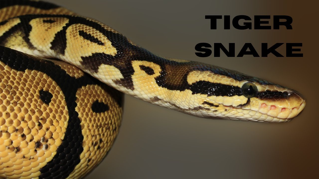 "The Enigmatic Tale of the Tiger Snake: Guardian of the Forgotten ...