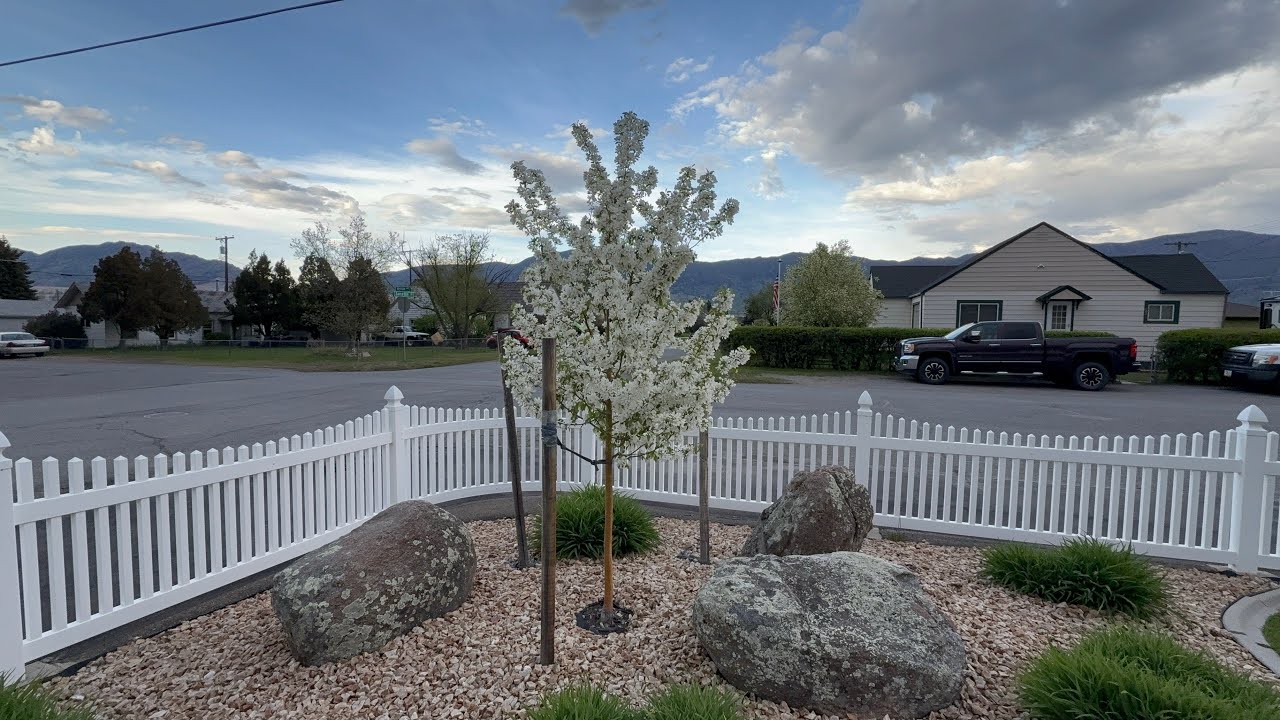 Spring snow flowering crabapple tree, daylily, and lilac update! - YouTube