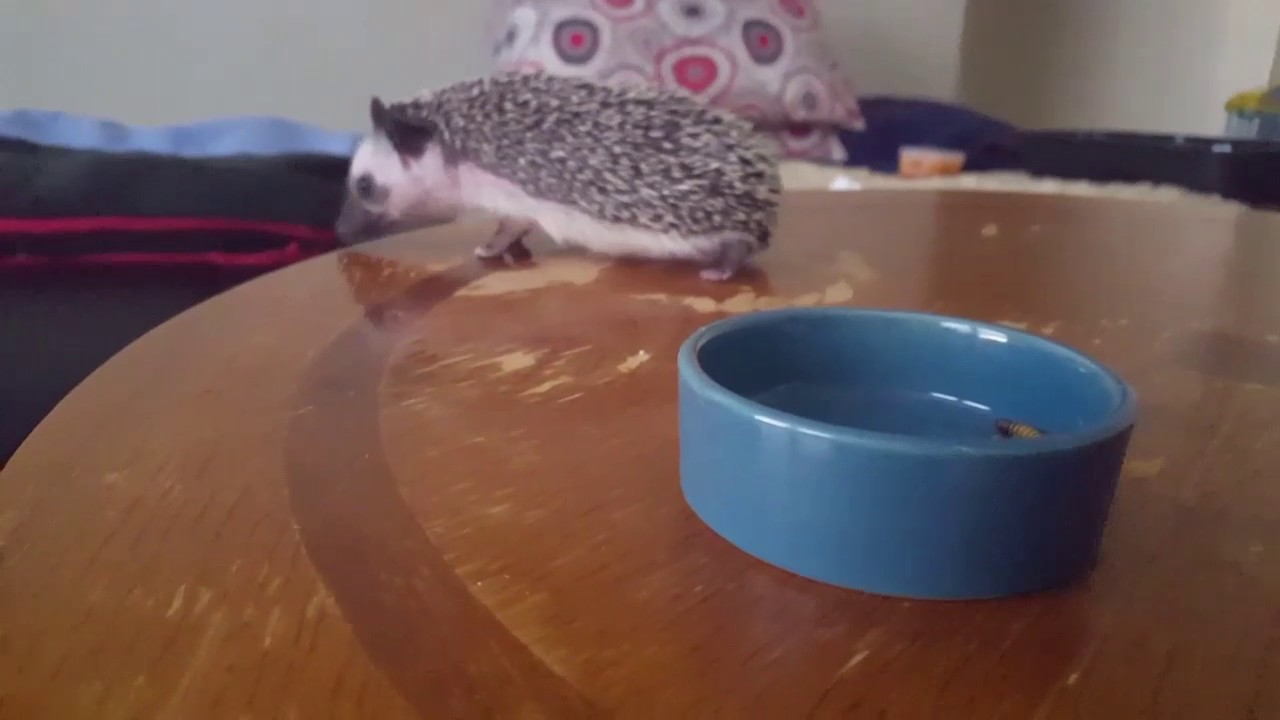 King Odin Chirping Hedgehog - YouTube