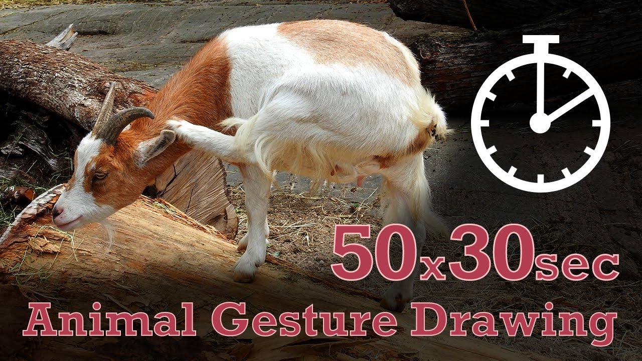 Animal Drawing References #33 - 50x30sec poses - Goat - YouTube
