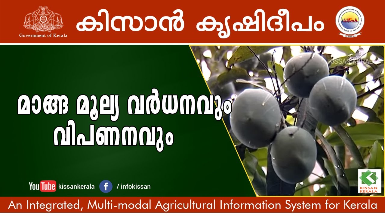 Mango Value Addition - Traditional Practice, Ernakulam - YouTube