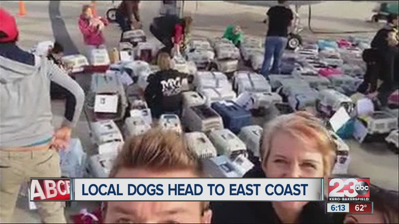 Marley's Mutts Dog Rescue flies hundreds of dogs to the East Coast ...