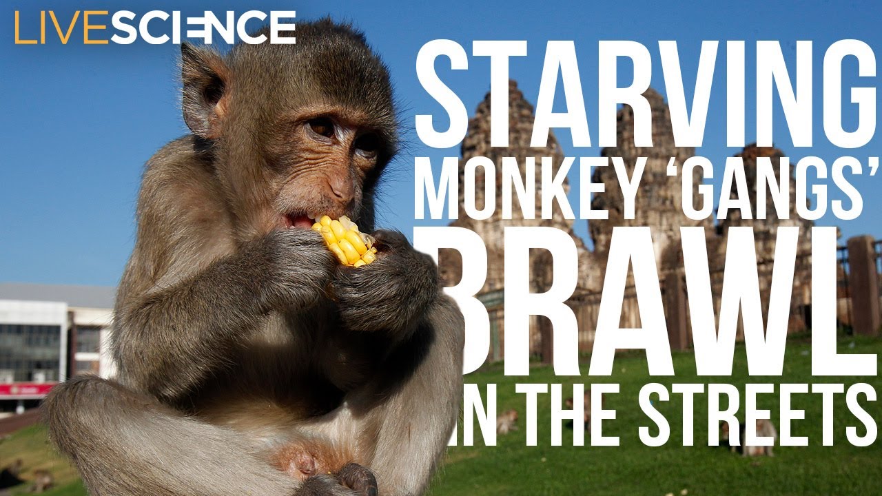 Starving Monkey Gangs Battle in Thailand as Coronavirus Keeps Tourists Away - YouTube