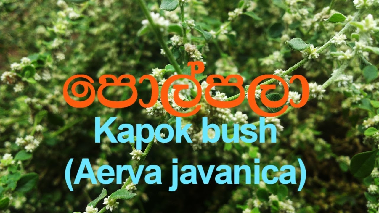 polpala - Aerva javanica - AMARANTHACEAE - kapok bush - Ayurvedic ...