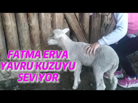 Fatma Erva kavru kuzuyu seviyor ama kuzu ondan kaçıyor.