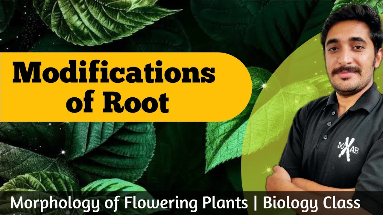 Modifications of Root | Morphology of Flowering Plants | Biology Class ...