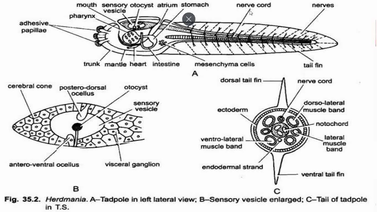 Ascidian Tadpole Larva - YouTube