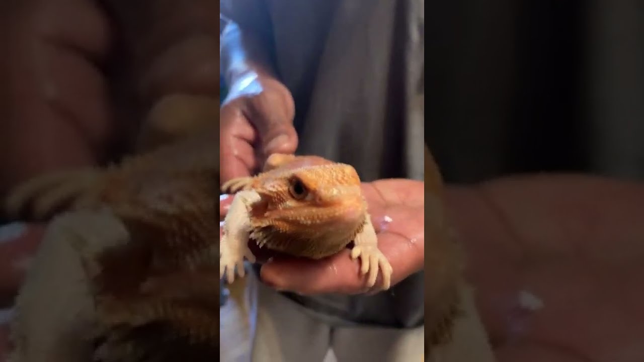 Unboxing bearded dragon - YouTube