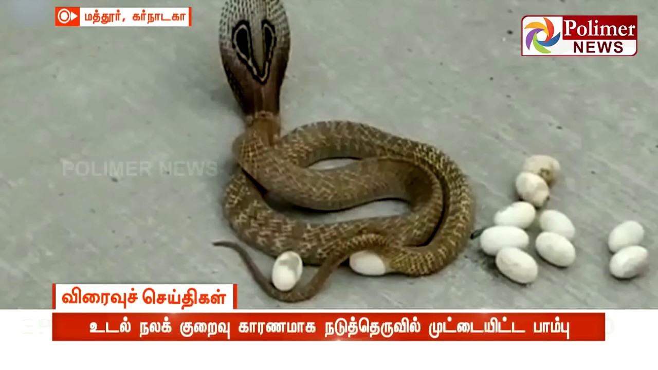 உடல் நலக் குறைவு காரணமாக நடுத்தெருவில் முட்டையிட்ட பாம்பு..! | # ...