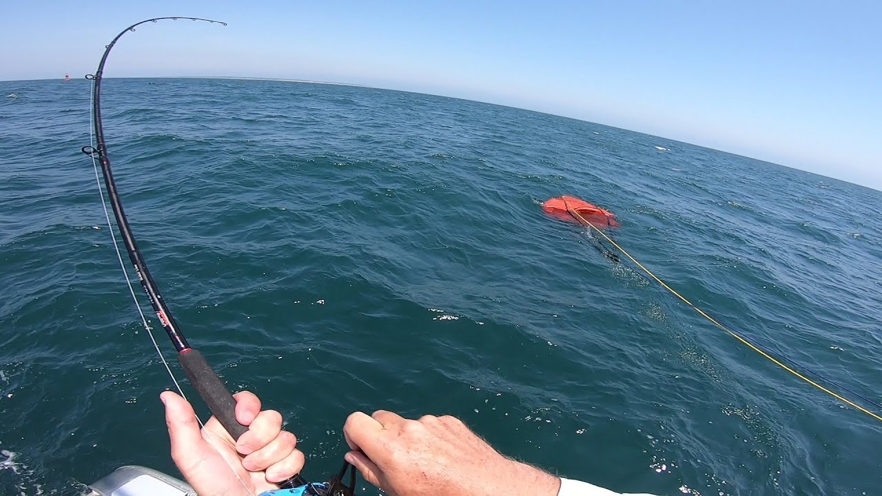 Fluke, Sea Bass, Striper, and Bluefish Keep Rods Bent! - YouTube