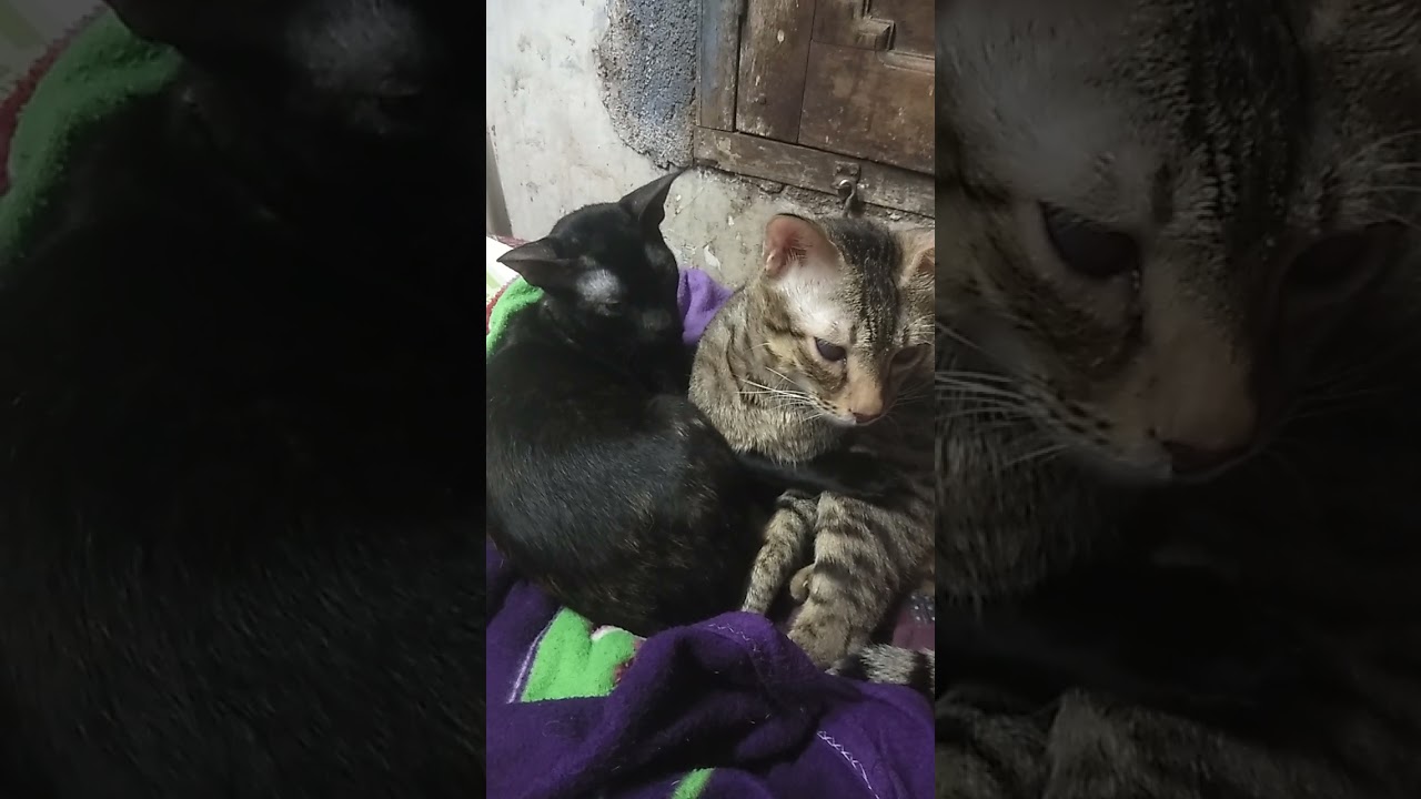 #simba & kala | black cat | Indian cat #4 December #shorts - YouTube